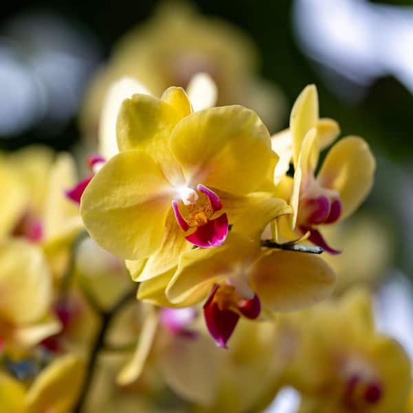 Yellow Orchid Flower Images