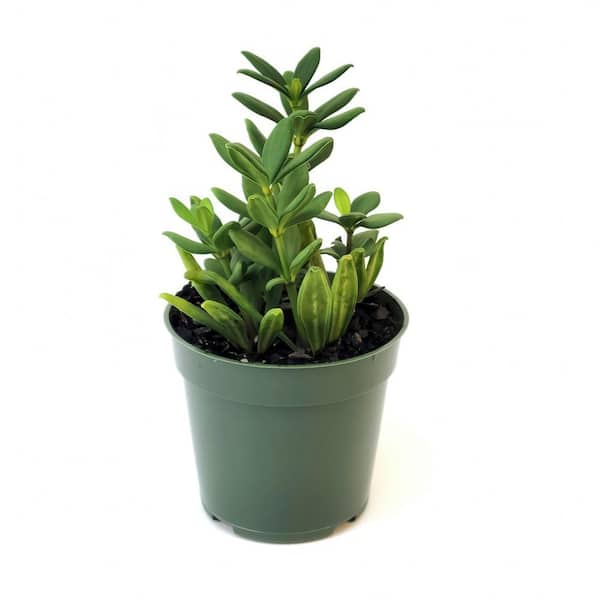 national PLANT NETWORK 4 in. Peperomia Mojo Plant in Grower Containers ...