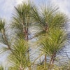 national PLANT NETWORK 2.25 Gal. Deciduous Longleaf Pine Tree HD7084 ...