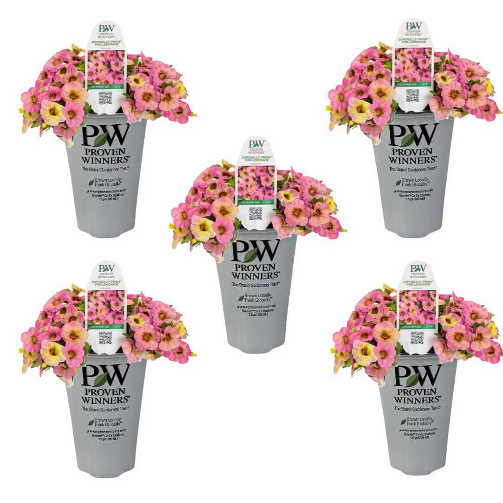 PROVEN WINNERS 1.5 Pt. Superbells Calibrachoa Annual Plant with Yellow ...