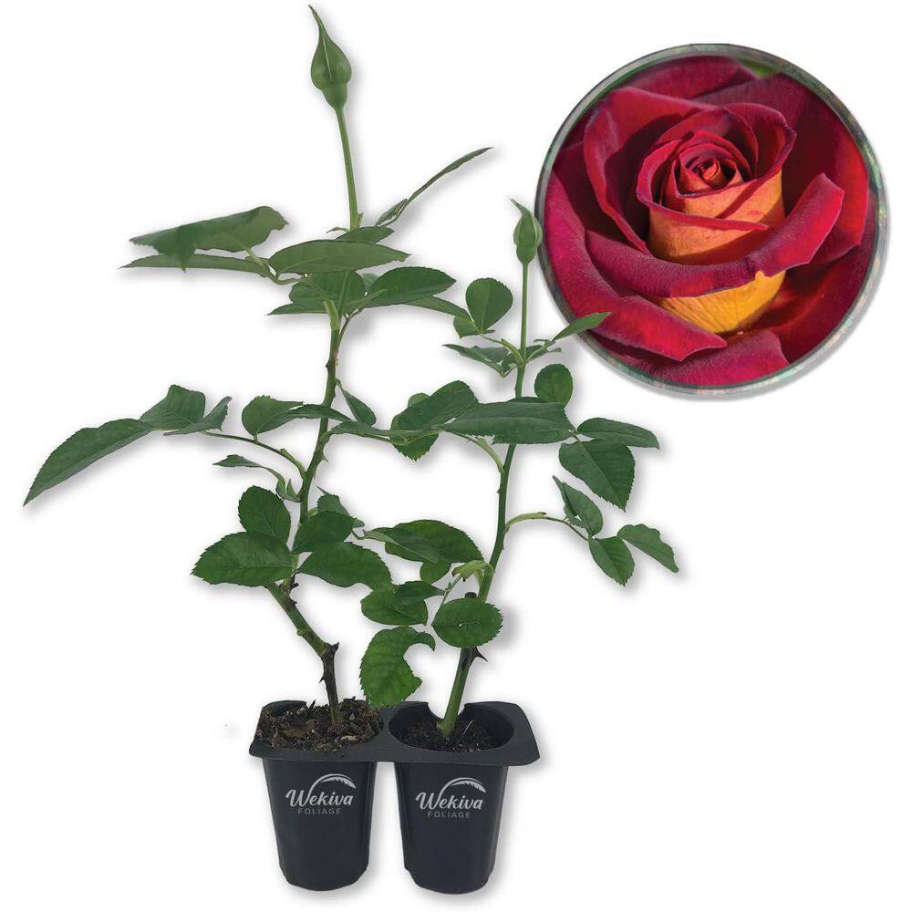 Wekiva Foliage Dark Night Rose Bush-2 Live Starter Plants in 2 Inch ...