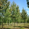 Summer Red Maple Shade Tree MAPSUM05G - The Home Depot
