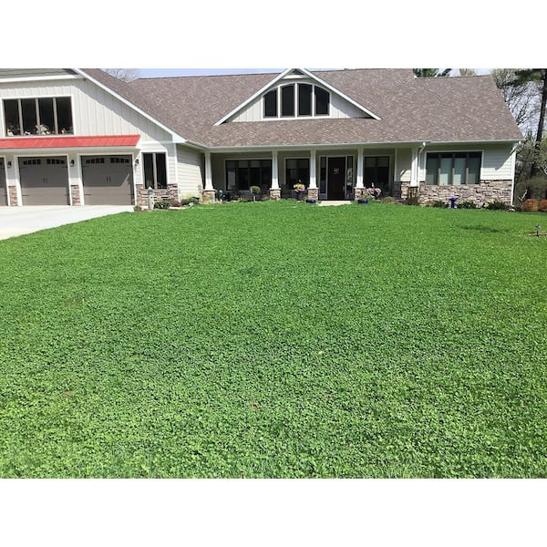 Micro Clover Lawn