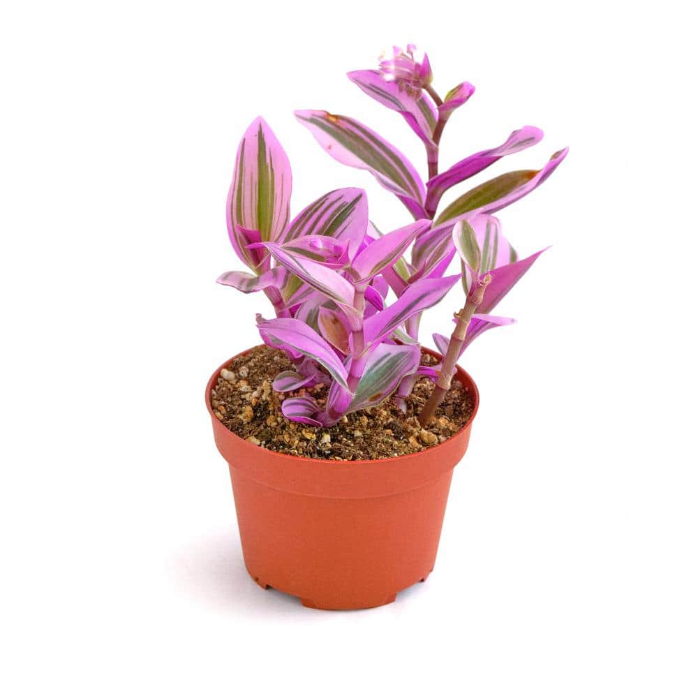 Shop Succulents Tradescantia Nanouk, Live Indoor Plant, Easy Care ...
