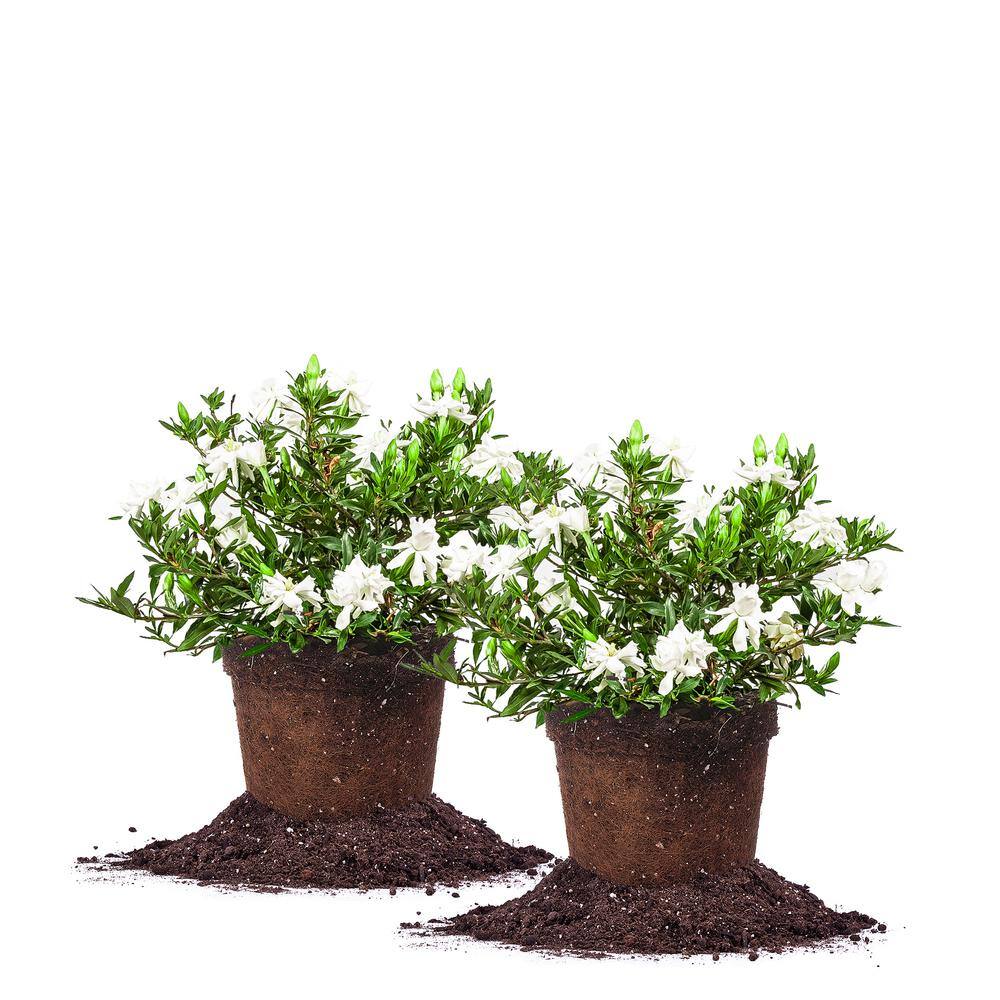 3 Gal. Flowering Fragrant Evergreen Radican Gardenia Shrub (2-Pack ...