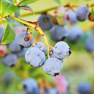 BUSHEL AND BERRY 2 Gal. Bushel and Berry Silver Dollar Blueberry Live ...
