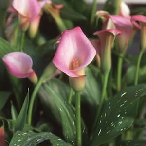 Calla Lily - Outdoor Plants - Garden Center - The Home Depot