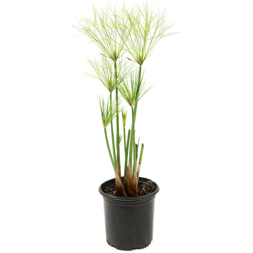 national PLANT NETWORK 2.5 Qt. Giant Egypt Cyperus Papyrus Grass HD7309 ...