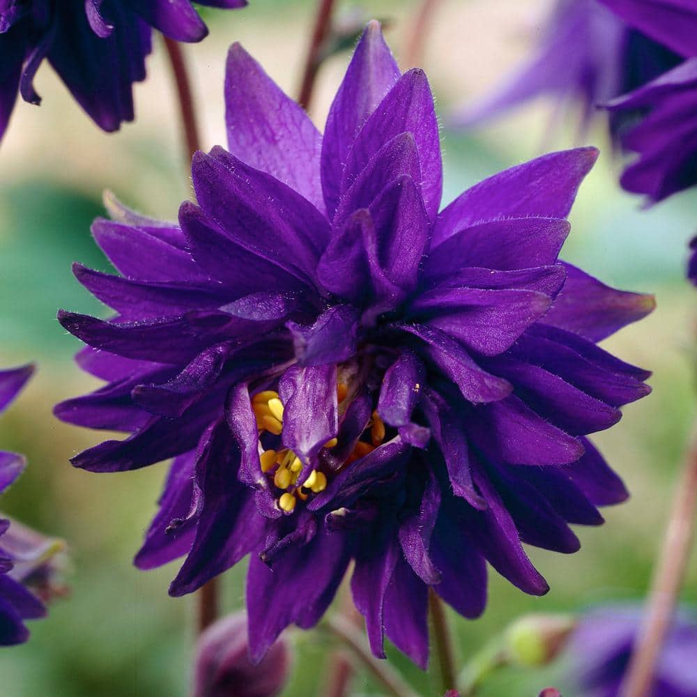 VAN ZYVERDEN Aquilegia Columbine Blue Barlow (Set of 5 Roots) 83365 ...