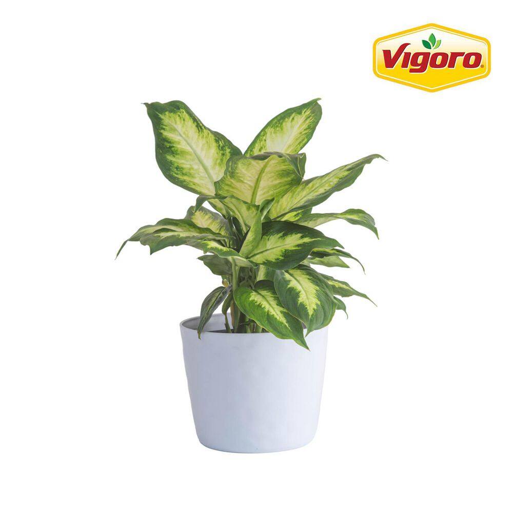 Vigoro Dieffenbachia Indoor Plant in 6 in. White Decor Planter, Avg ...