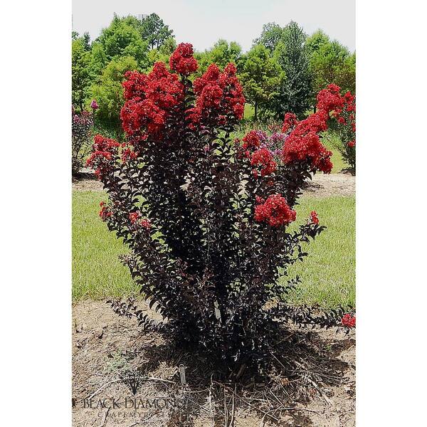 Buy 2 Gal. Red Hot Black Diamond Crape Myrtle Plant with Red Blooms ...