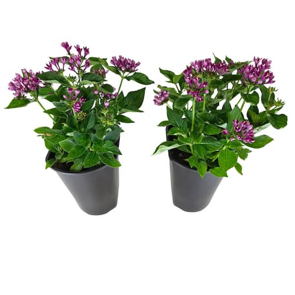 Pure Beauty Farms 2.5 qt. Penta Live Plant with Violet Flowers in 6.33 ...
