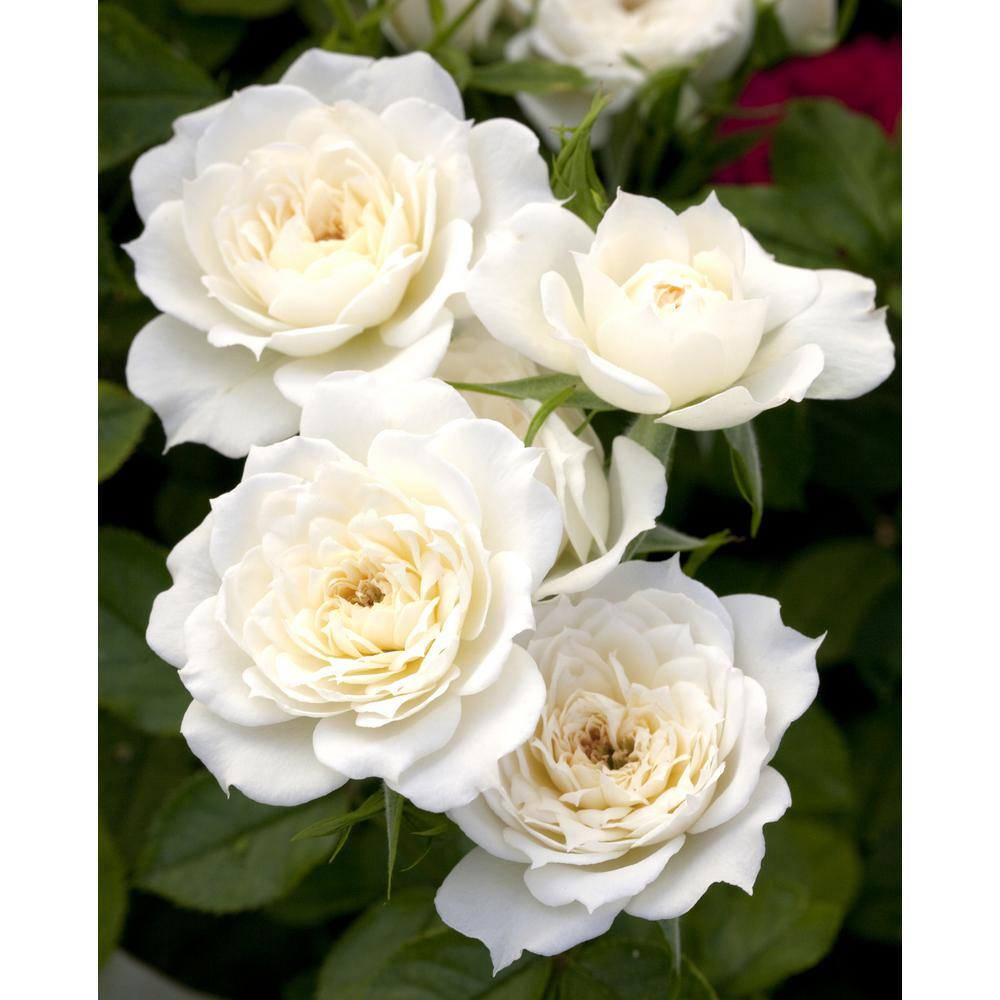 Sunblaze Bareroot Sunblaze Bridal Mini Rose Bush with White Flowers (2 ...