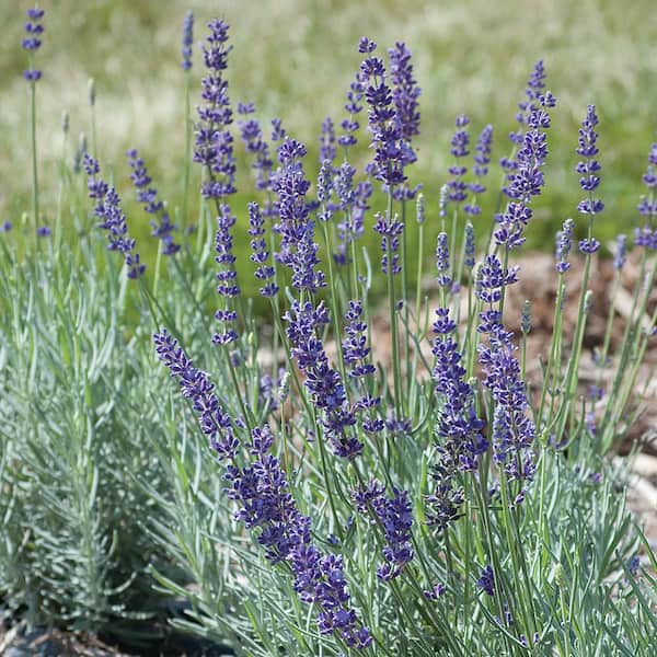 2 Gal. Blue and Purple English Lavender Plant 91471 - The Home Depot