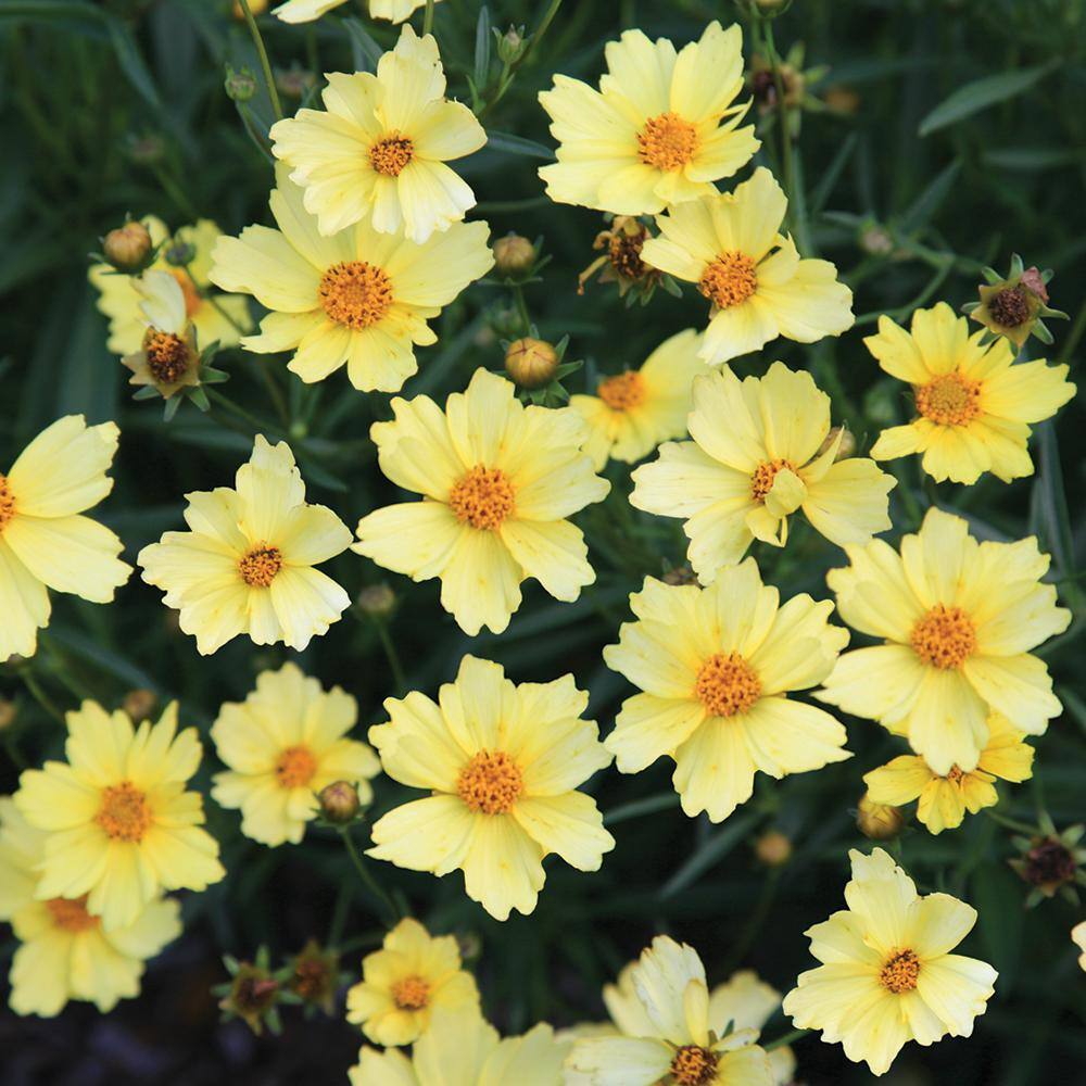 2 Gal. Yellow Coreopsis Plant 1004561837 - The Home Depot