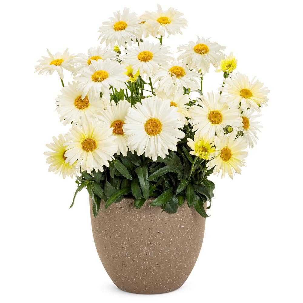 PROVEN WINNERS 1 Gal. Banana Cream II Shasta Daisy Live Perennial Large ...
