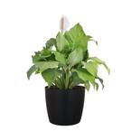 United Nursery Aglaonema Ruby Ray Live Indoor Houseplant Shipped in 6 ...