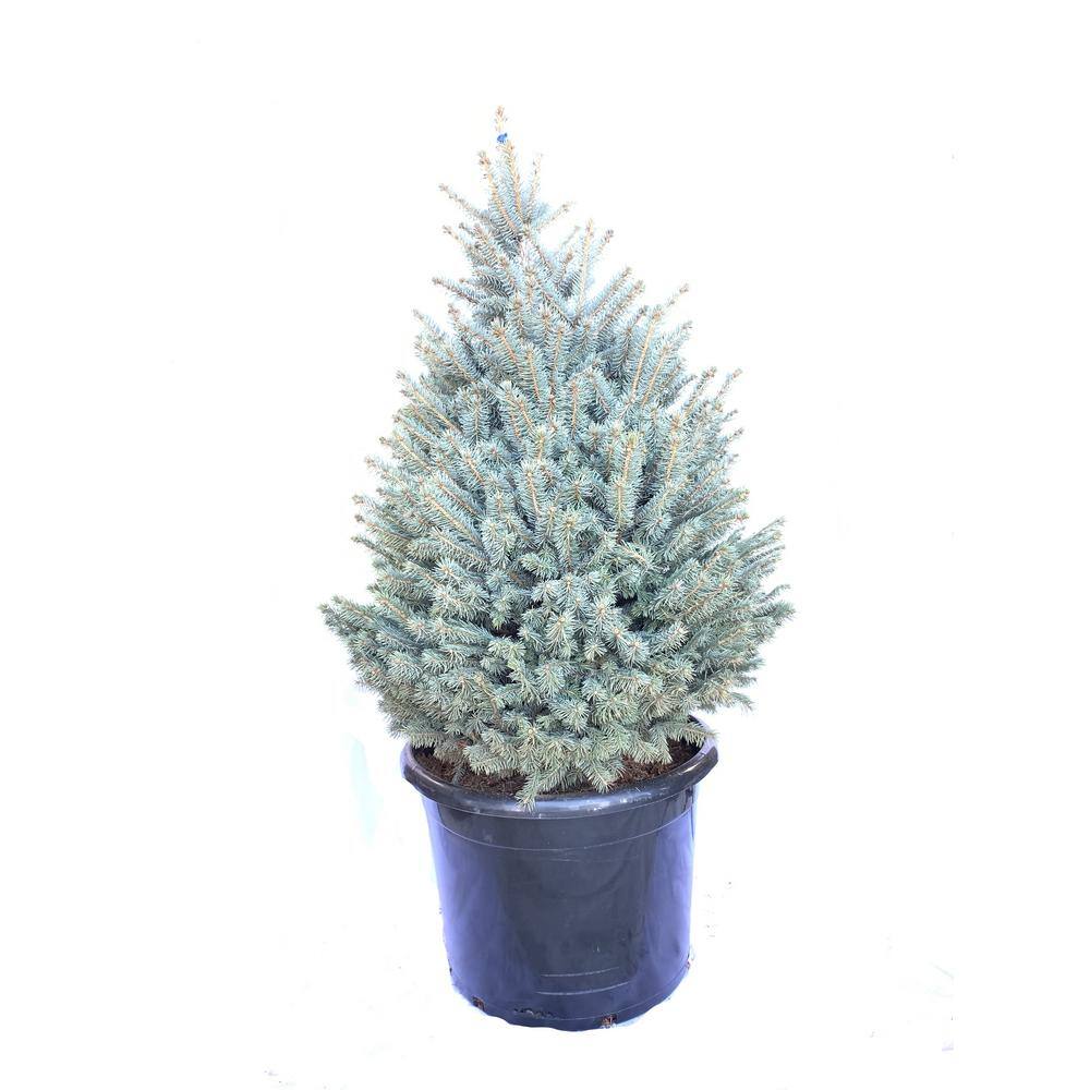 Fusion Spruce Colorado Blue #25 1000042021 - The Home Depot