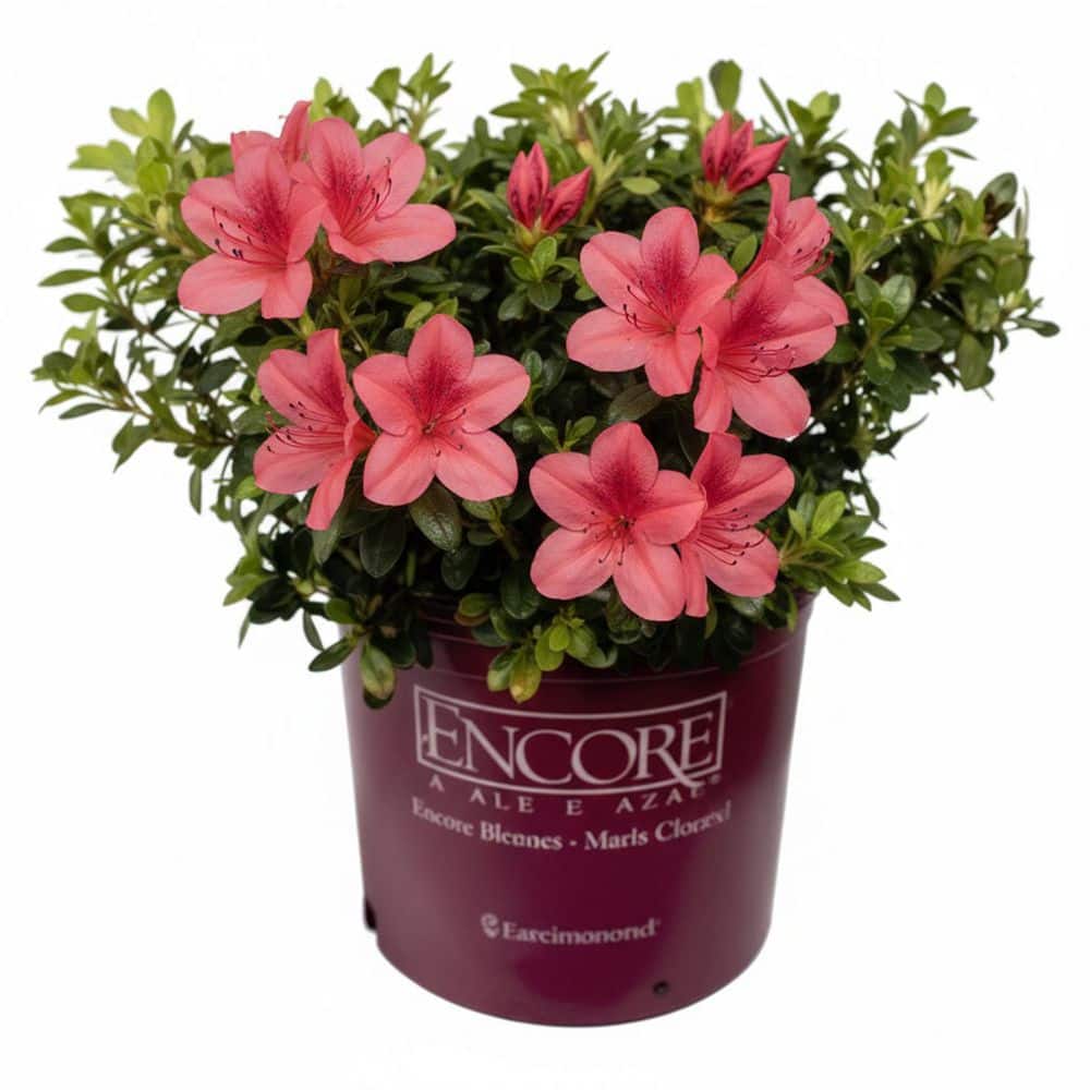 3 Gal. Encore Autumn Ruby Azalea Evergreen Shrub with Red Flowers ...