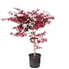 Online Orchards 2 Gal. Red Emperor Japanese Maple Tree With Dark Red ...