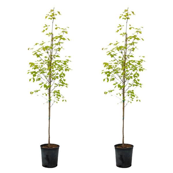2 gal. Rosy Teacups Deciduous Dogwood Tree with Pink Flowers 2-pack ...