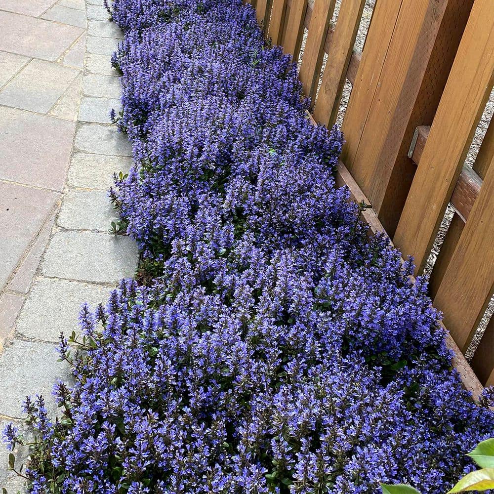 DIRECT GARDENING Emblut Ajuga Groundcover Bare Root Perennial Starter ...