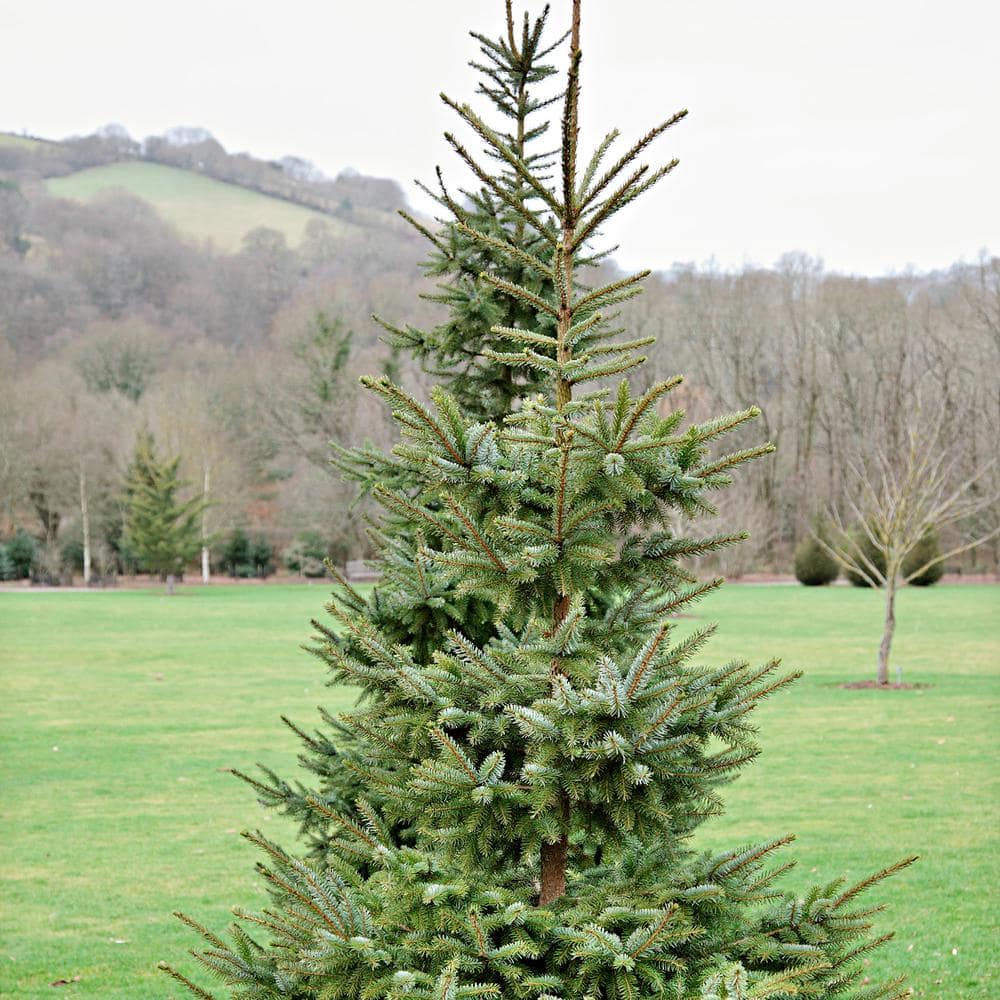 Siberian Spruce Tree