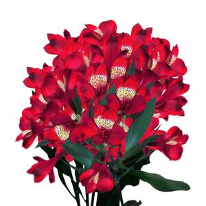 Globalrose 60 Stems of Red Select Alstroemerias- Fresh Flower Delivery ...