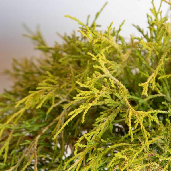 Gold Mop Cypress 3 Gallon