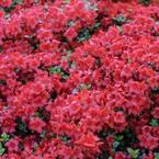 National Plant Network 2.5 Qt. Red Ruffle Azalea Plant with Red Blooms ...