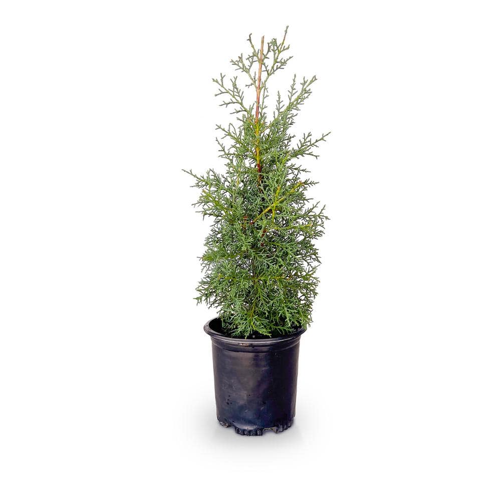 FLOWERWOOD 2.5 qt. Carolina Sapphire Arizona Cypress (Cupressus ...