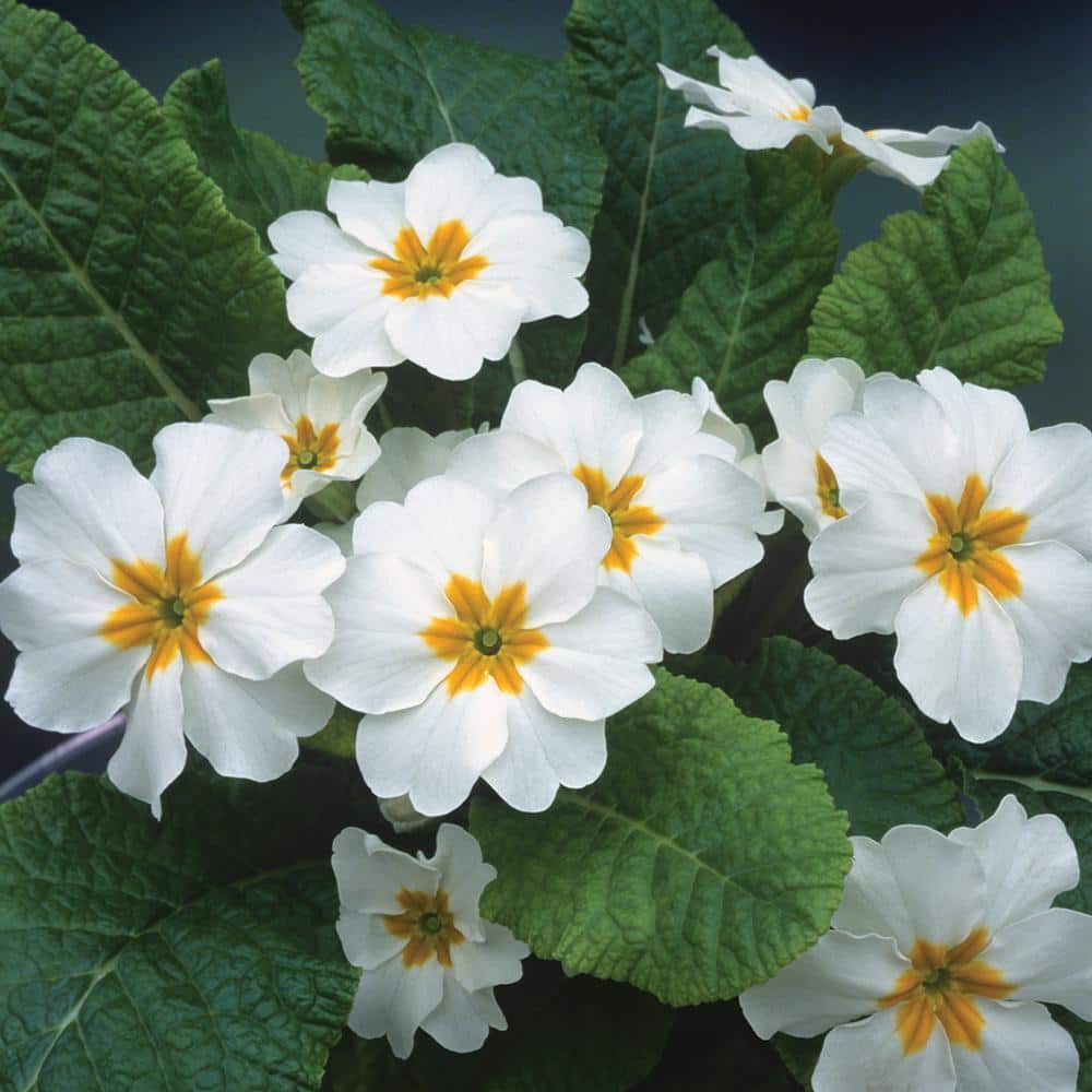 4 in. Acaulis White Primrose Plant 86016 - The Home Depot