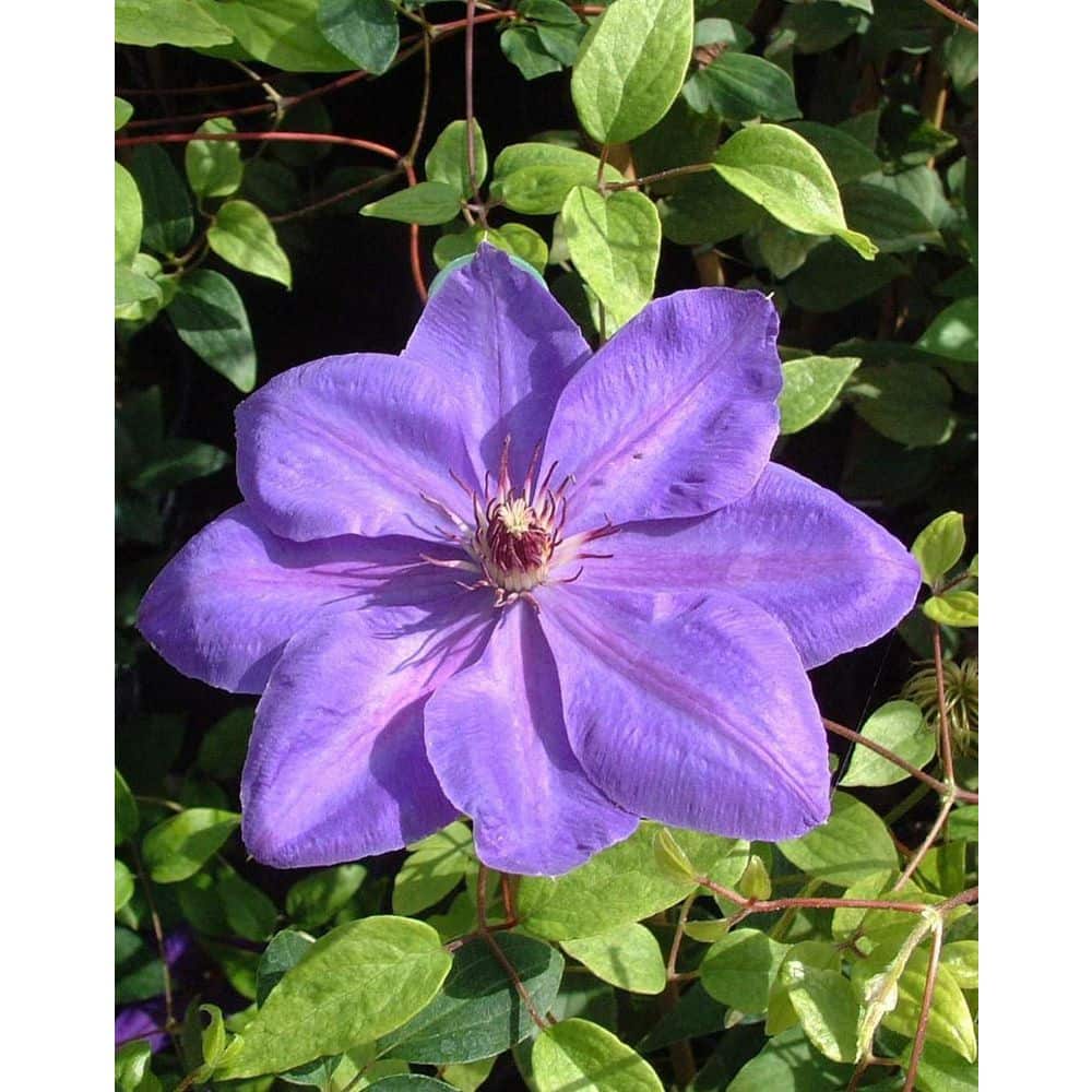 Wekiva Foliage Clematis Elsa Spath-Live Plant in a 4 in. Growers Pot ...