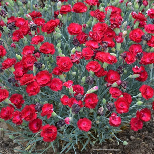 Red Dianthus