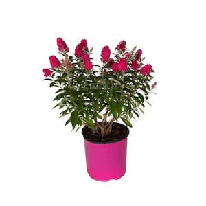 BUTTERFLY CANDY 1.5 Gal. Lil' Lavender Butterfly Bush (Buddleia) Live ...
