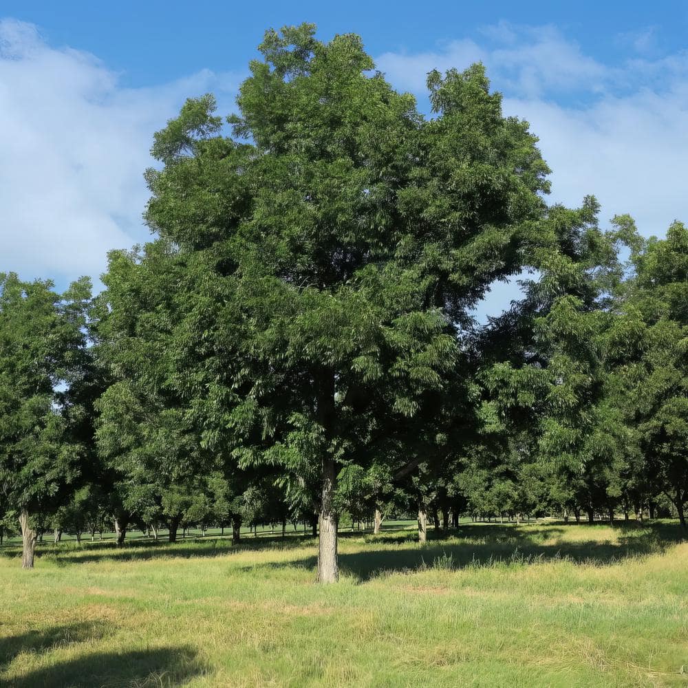 national PLANT NETWORK 2.25 Gal. Deciduous Native Pecan Tree HD7107 ...
