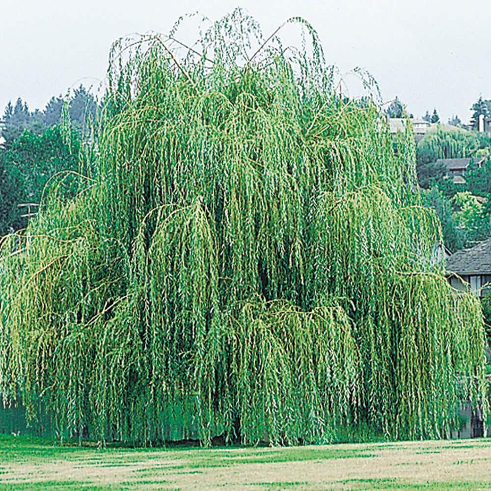 Gardens Alive! Weeping Willow Dormant Bare Root Starter Tree (1-Pack ...