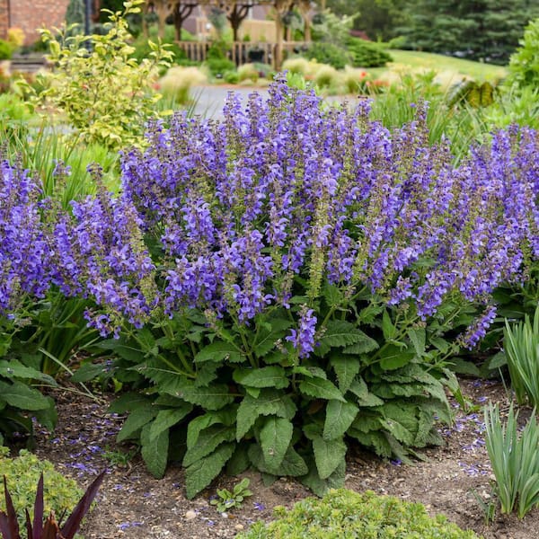 Proven Winners 1 Gal. Living Large Big Sky Perennial Salvia (Salvia ...