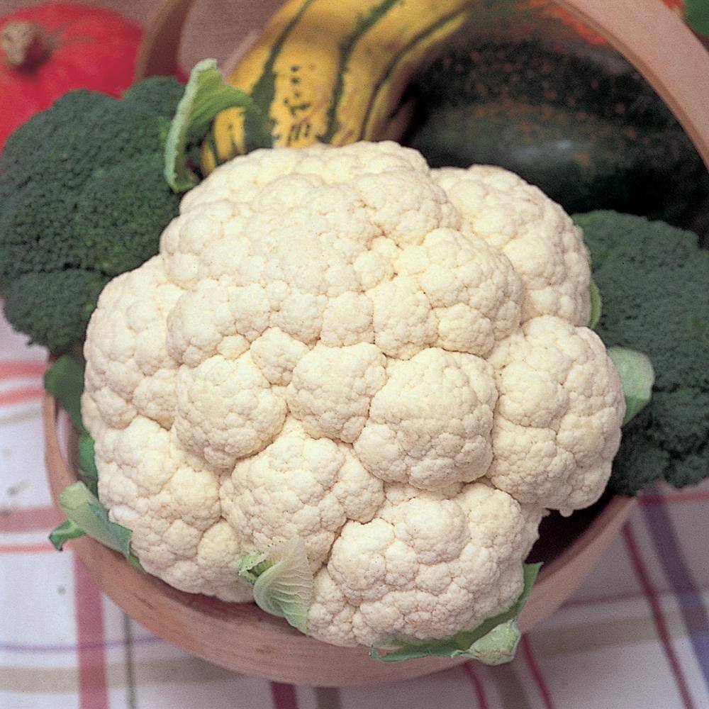 Garden Club Cauliflower 'Snow Crown' Vegetable Plant (4-Pack ...