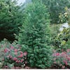 5 Gal. Eagleston Holly Evergreen Tree HOLEAG05G - The Home Depot