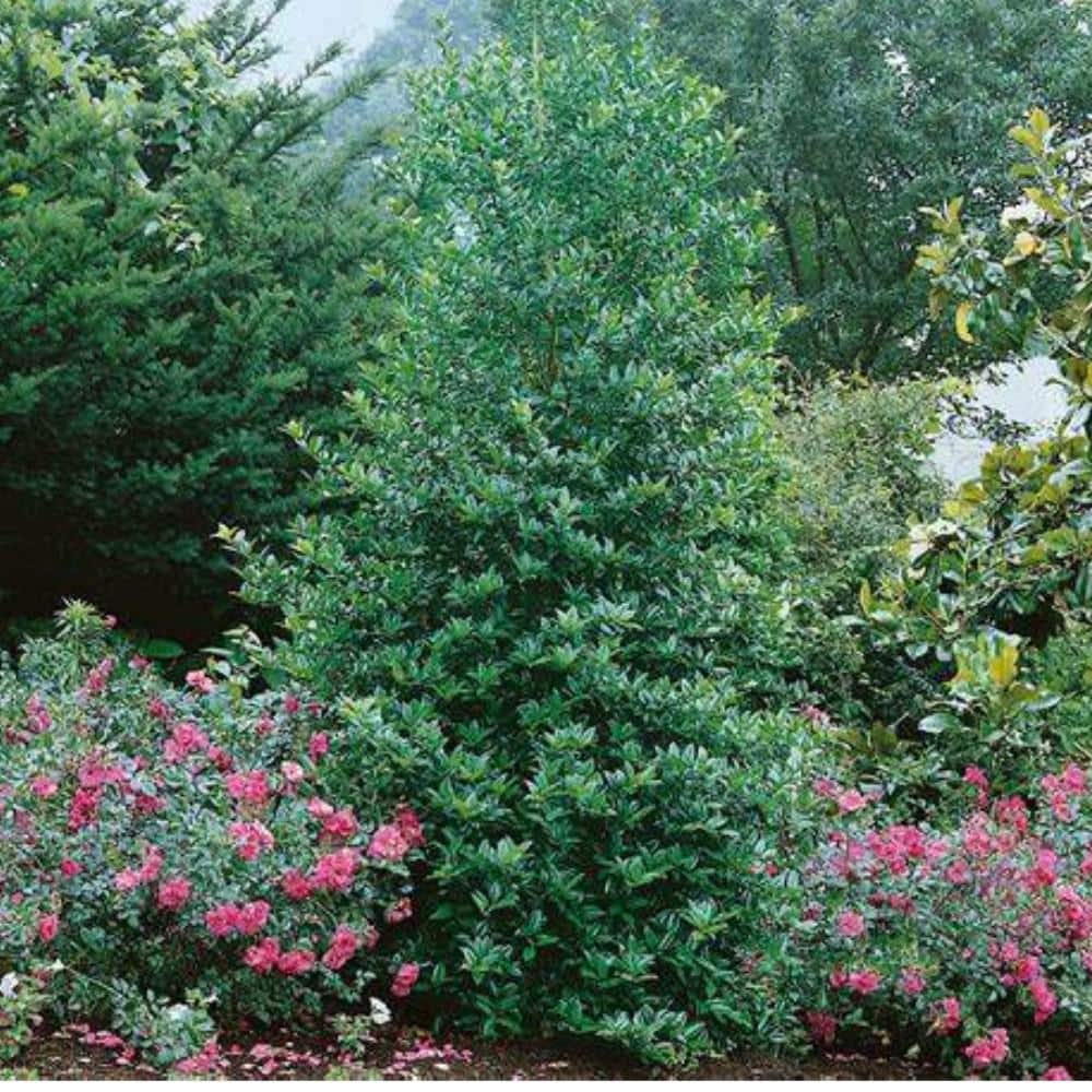 5 Gal. Eagleston Holly Evergreen Tree HOLEAG05G - The Home Depot