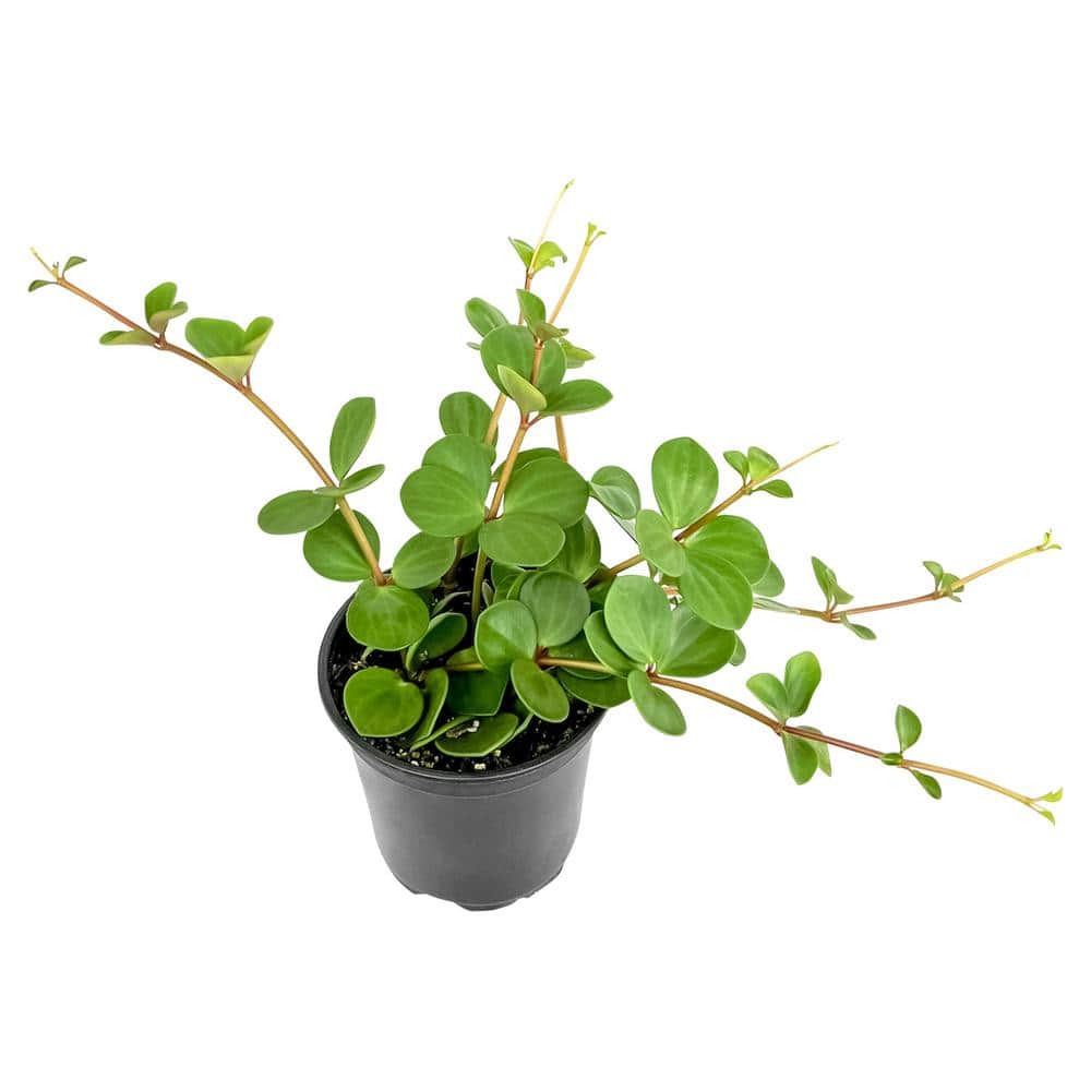 ALTMAN PLANTS 4.25 in. Peperomia Hope Pet Friendly Live Indoor ...