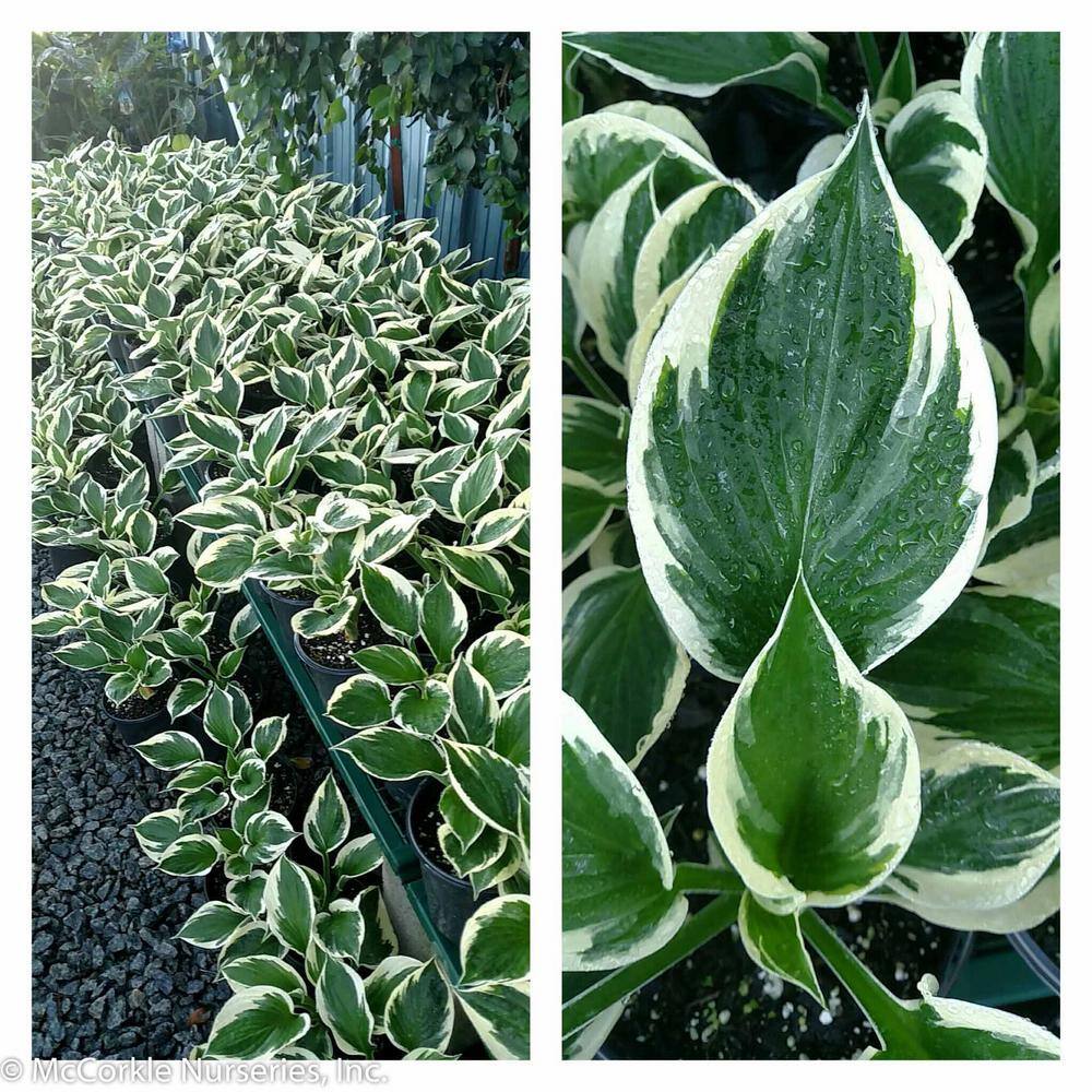 Vigoro 1 Gal. Patriot Perennial Hosta, Dark Green Leaves with Bold ...