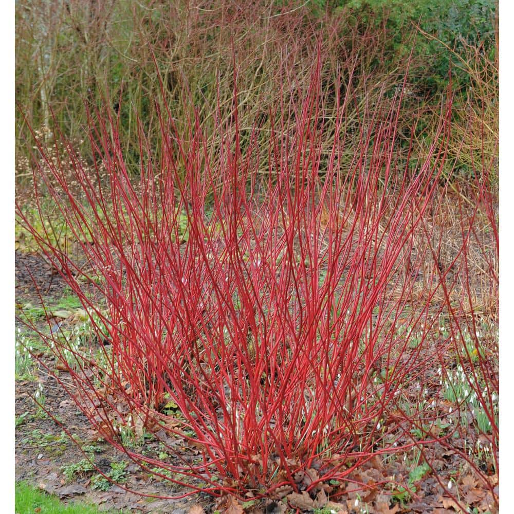 Online Orchards 1 Gal. Red Twig Dogwood Shrub Gorgeous Fireyred Winter ...