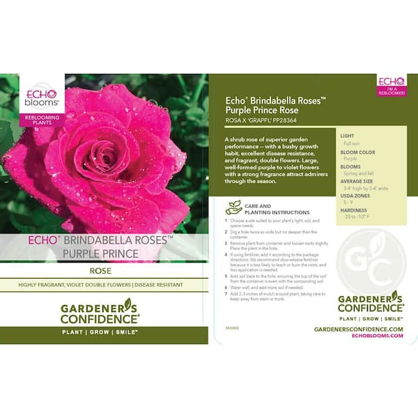 Pale Pink Roses Prince