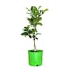 Alder & Oak #3 Container Thornless Mexican Key Lime Semi-Dwarf ...