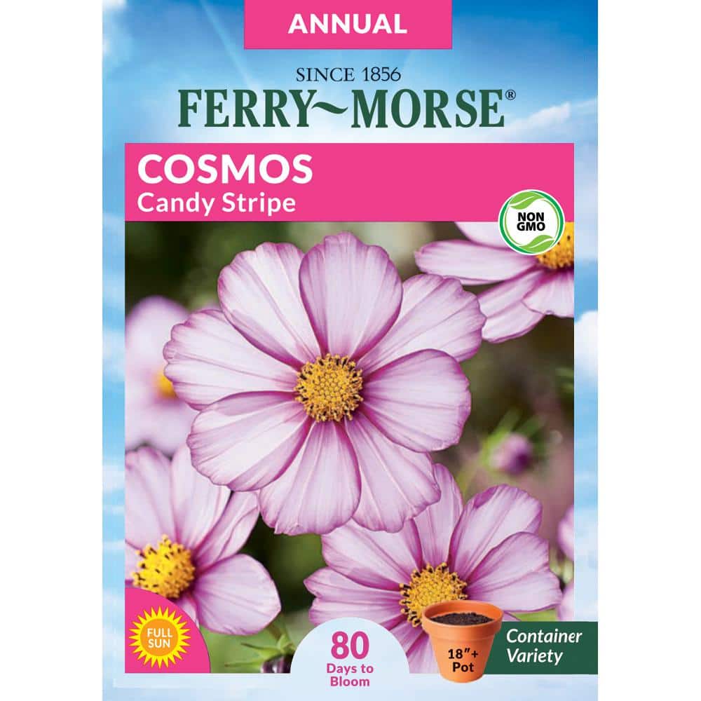 Ferry-Morse Cosmos Candy Stripe Flower Seeds 9546 - The Home Depot