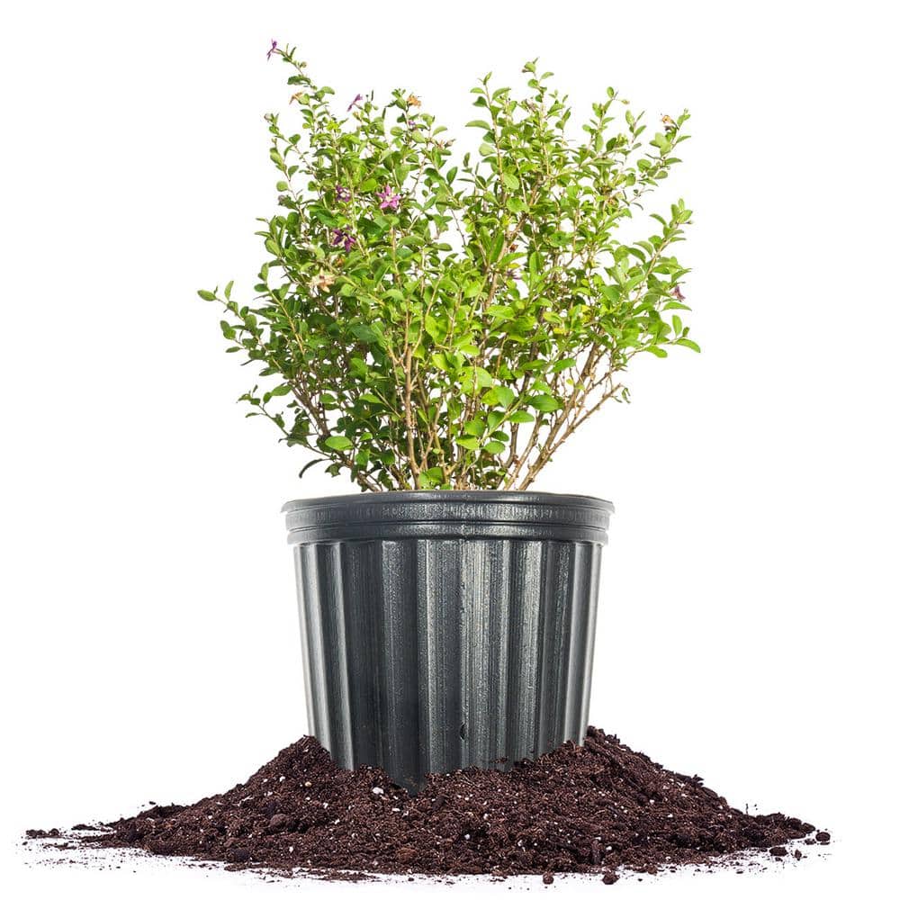 Perfect Plants Goji Berry Plant 3Gal, Growers Pot, Fruit Bearing Shrub ...