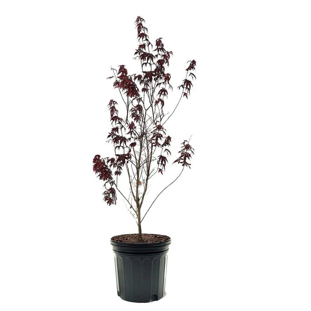 7 Gal. Emperor I Japanese Maple Ornamental Tree MAPJEM07G - The Home Depot