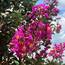 SOUTHERN LIVING 3 Gal. Miss Sandra Crape Myrtle Tree CRMMSA03G - The ...